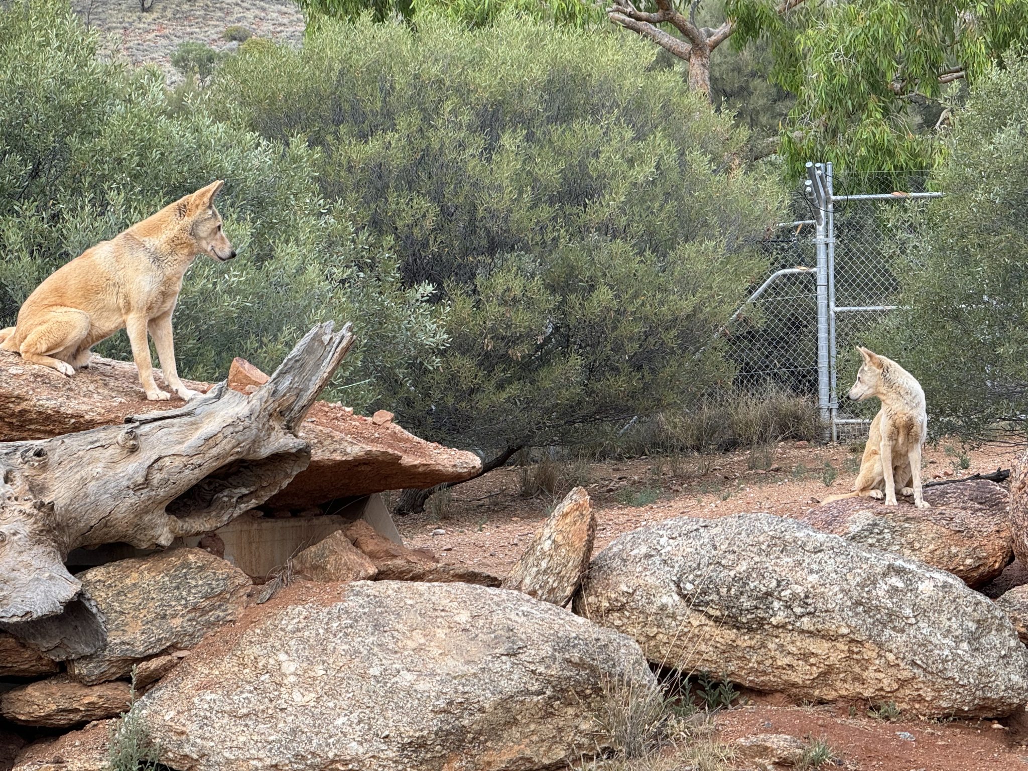 Day 9: The Ghan/Uluru/Darwin. - Burning Desire For FIRE