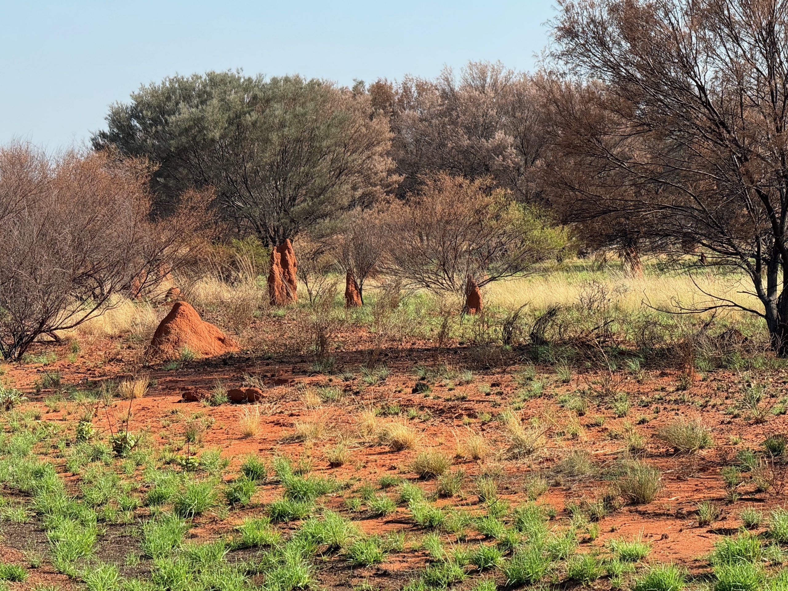 Frogdancer's Crazy Road Trip - Day 9: Barkly Homestead. - Burning ...