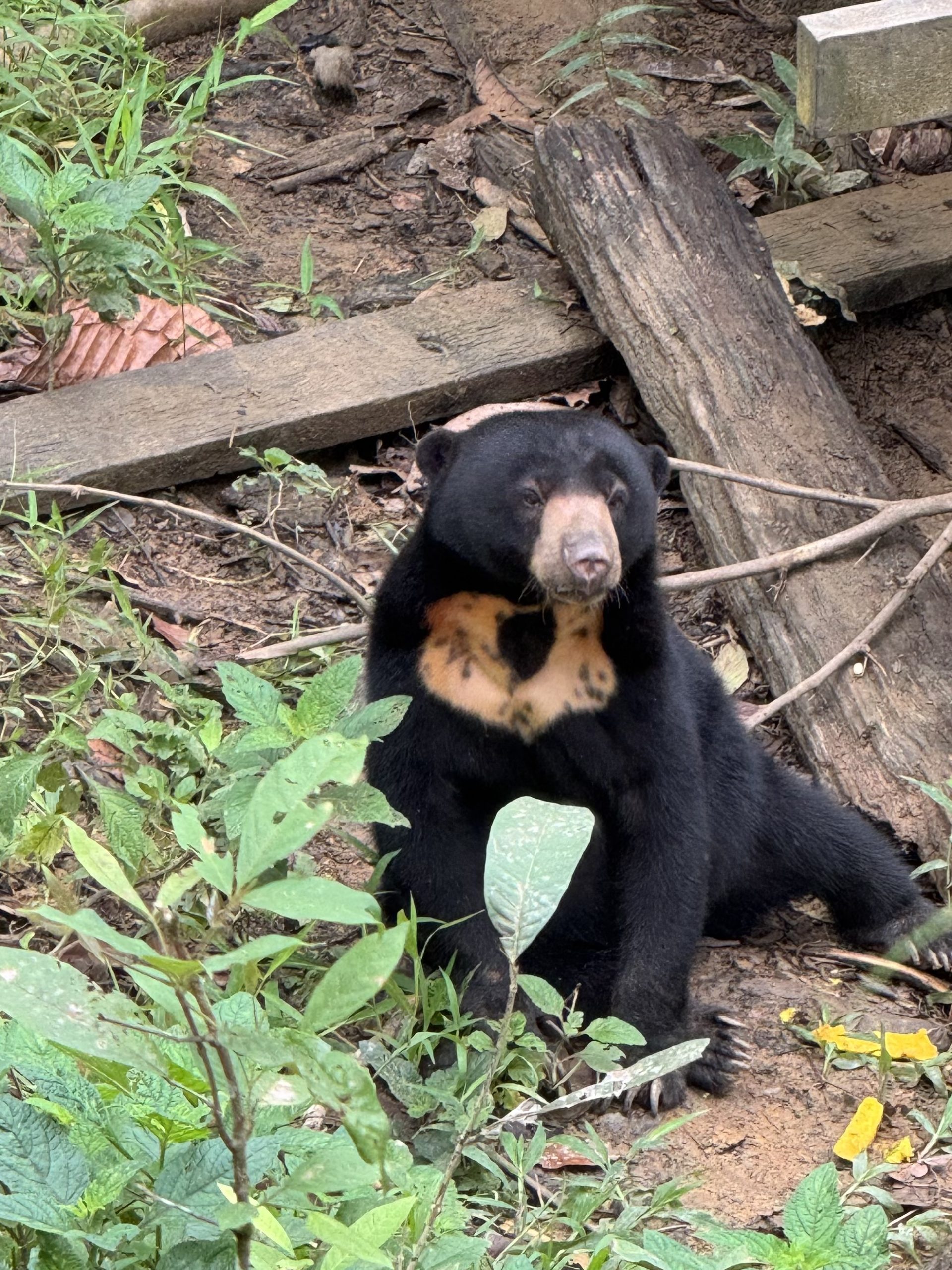 Borneo, day2 continued: Sun Bears, a walk over the canopy, and the ...