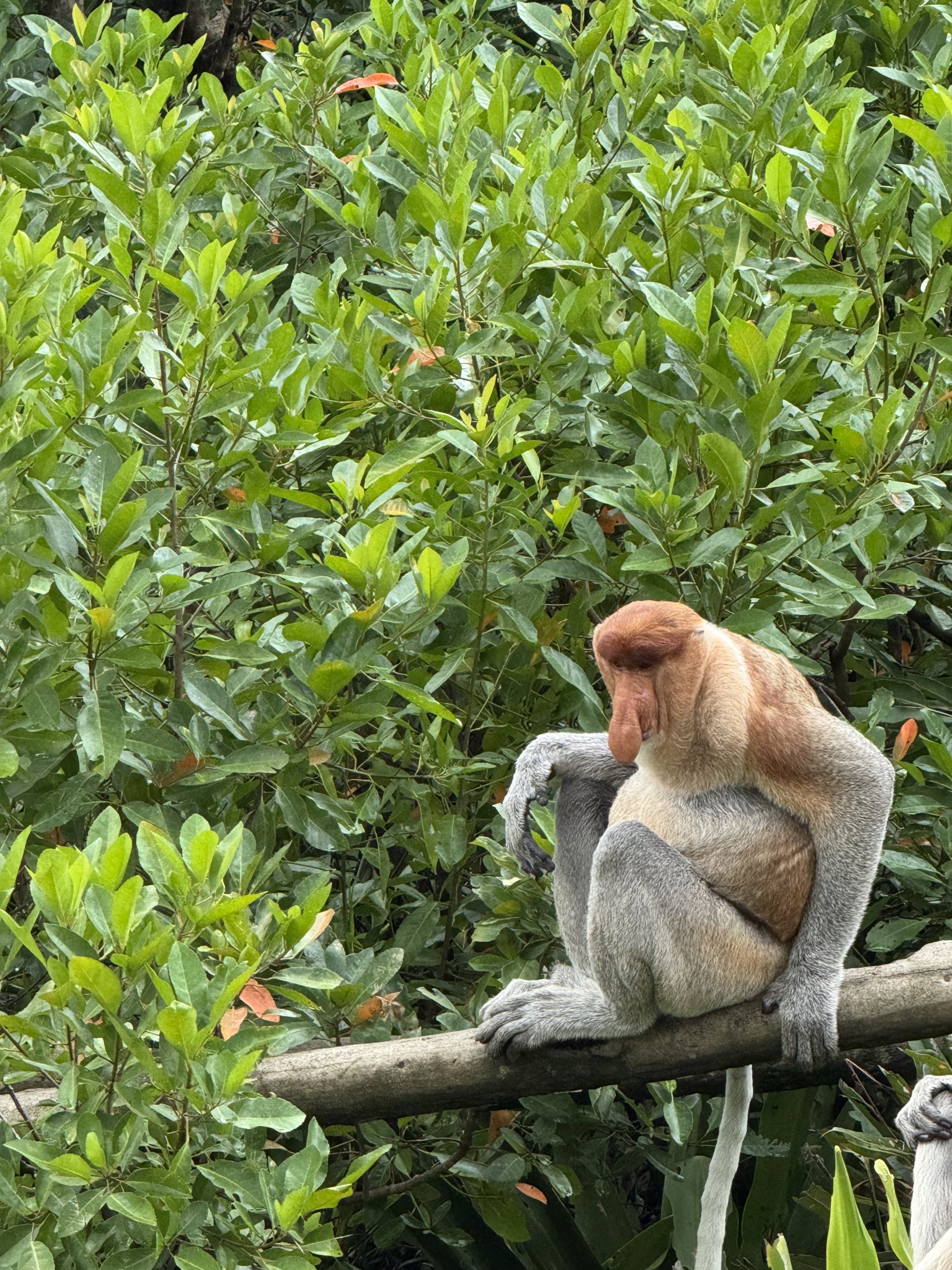 Borneo, Day 3: the Proboscis Monkey Sanctuary. - Burning Desire For FIRE